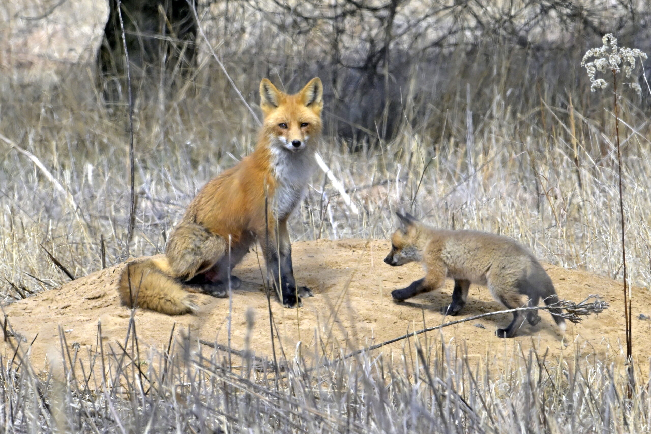 A Glimpse into Wild Neighbors: Red Fox Kits at the Arboretum | Van der ...