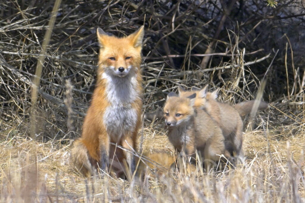 A Glimpse into Wild Neighbors: Red Fox Kits at the Arboretum | Van der ...