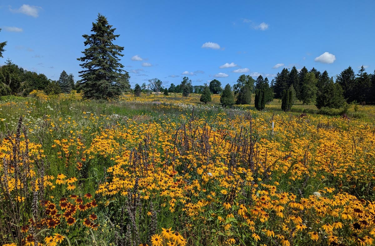 Meadows | Van der Brohe Arboretum